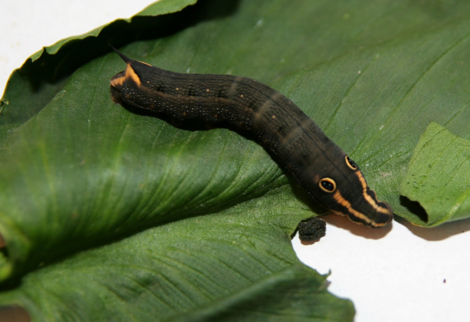 GRUP NATURALISTA HELIACA (MONÒVER): noviembre 2009