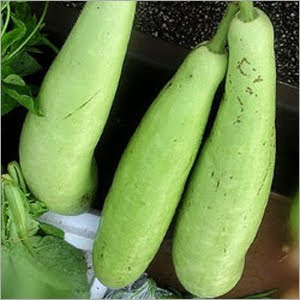 Image Description of Food: Bottle Gourd - Lawki