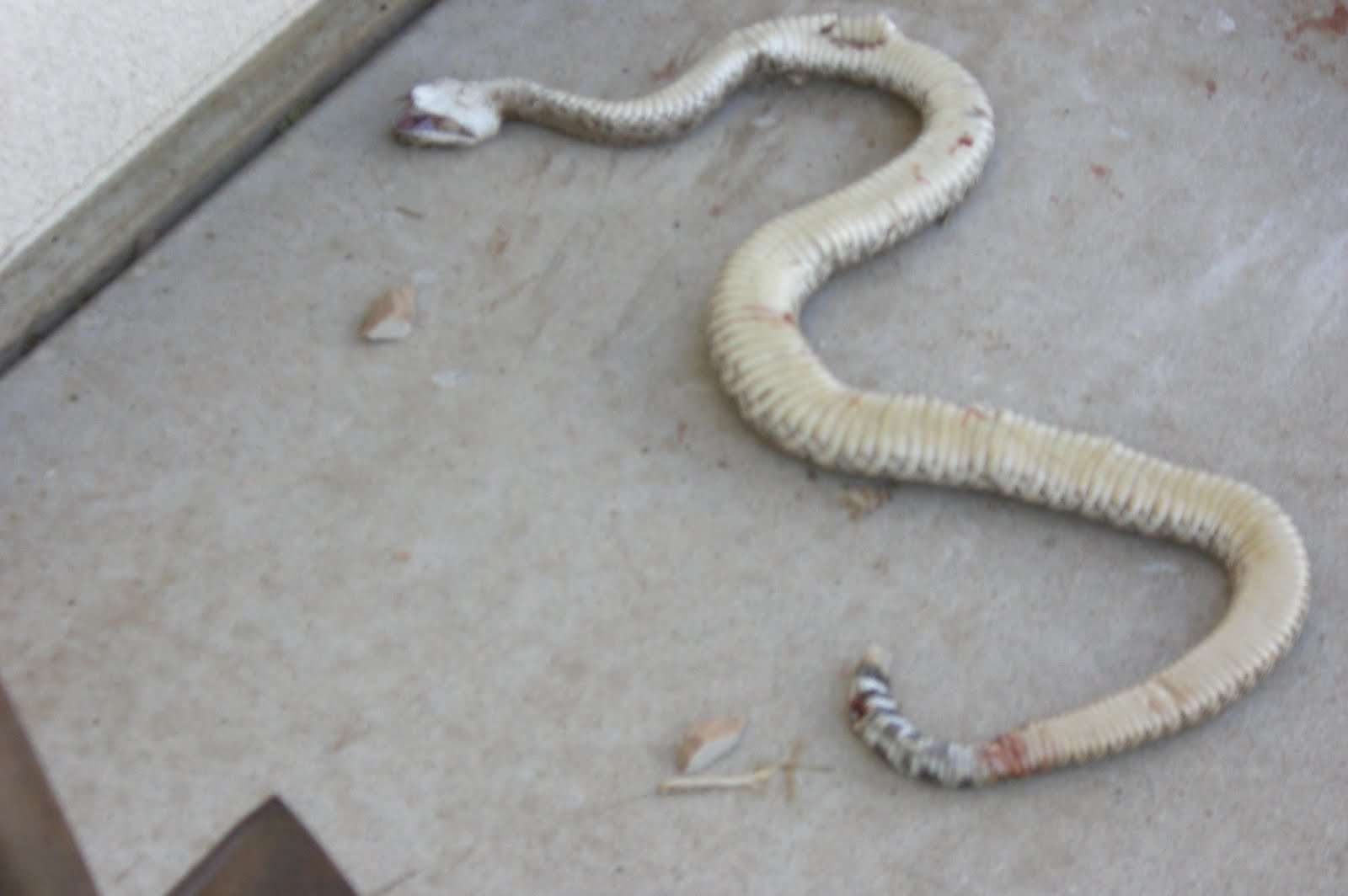 A Thyme for Dreams: Buzz Worm aka Rattlesnake