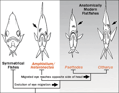 TYWKIWDBI ("Tai-Wiki-Widbee"): How flatfish evolved