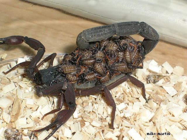 TYWKIWDBI ("Tai-Wiki-Widbee"): Florida bark scorpion with her babies