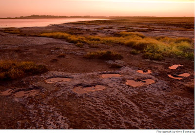 TYWKIWDBI ("Tai-Wiki-Widbee"): Fossilized footprints of the giant wombat