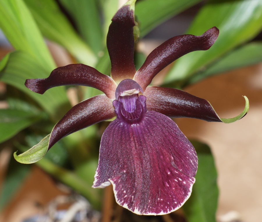 Orhideea Zygopetalum | Lumea florilor