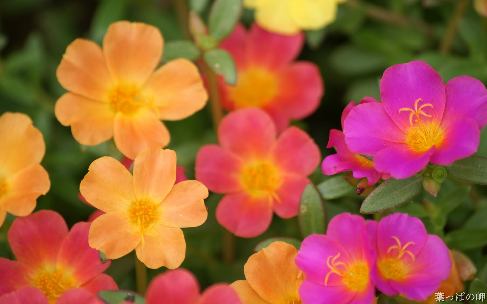 Imagini flori - Imagini flori, Poze cu flori frumoase, Wallpapers cu ...