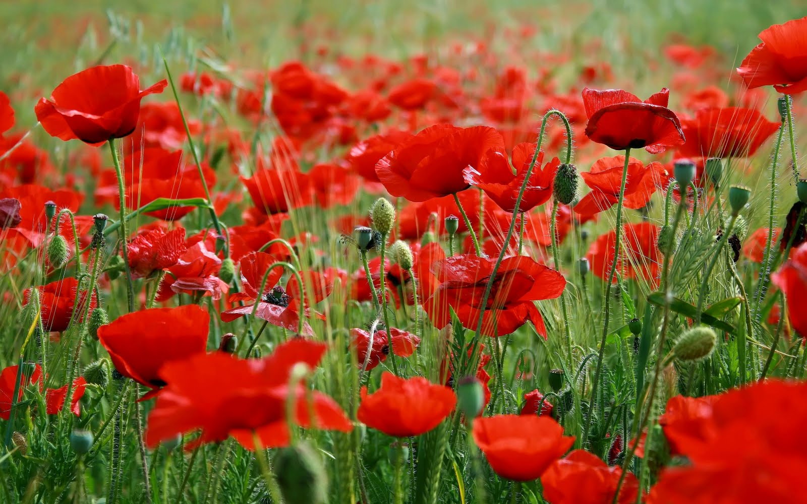 Topul florilor de primavara - imagini si poze cu flori | Lumea florilor