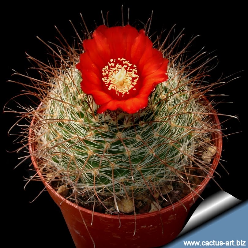 Despre cactusi - informatii despre floarea de cactus | Lumea florilor
