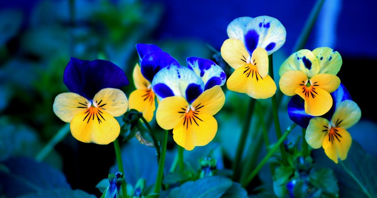 Viorele - flori de gradina | Lumea florilor