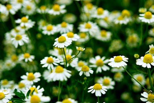 Despre musetel - ceaiul de musetel | Lumea florilor