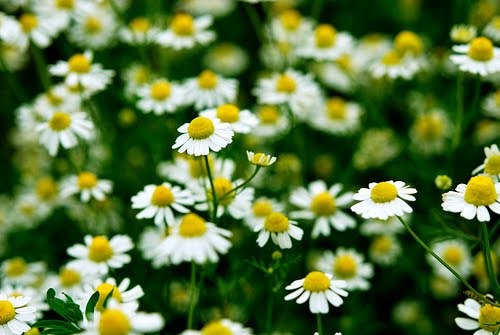 Despre musetel - ceaiul de musetel | Lumea florilor