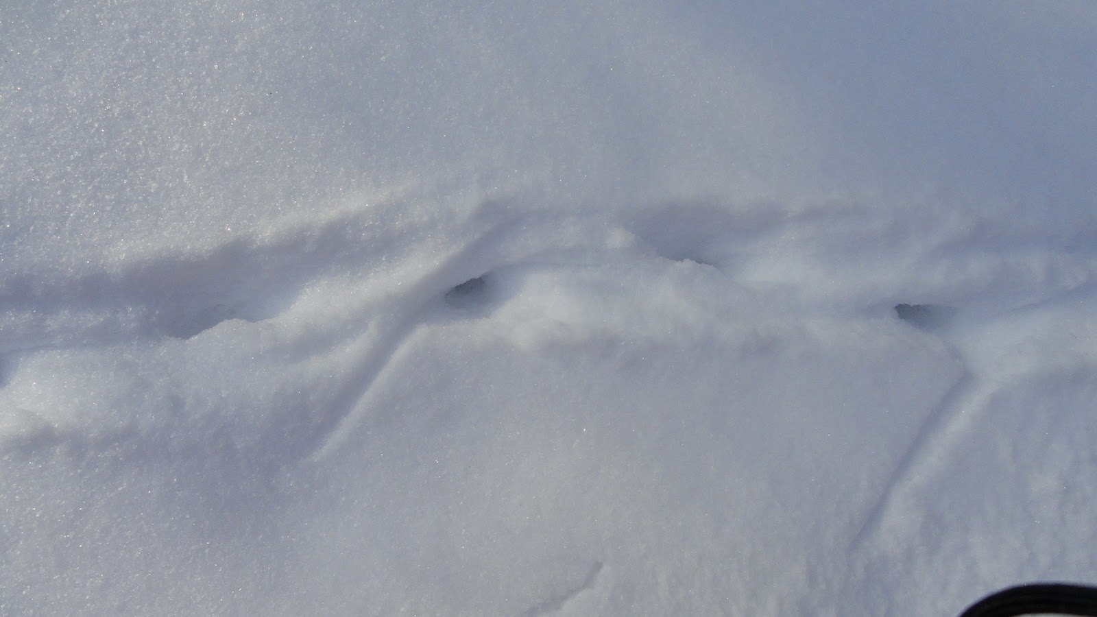 Possum Tracks In Snow