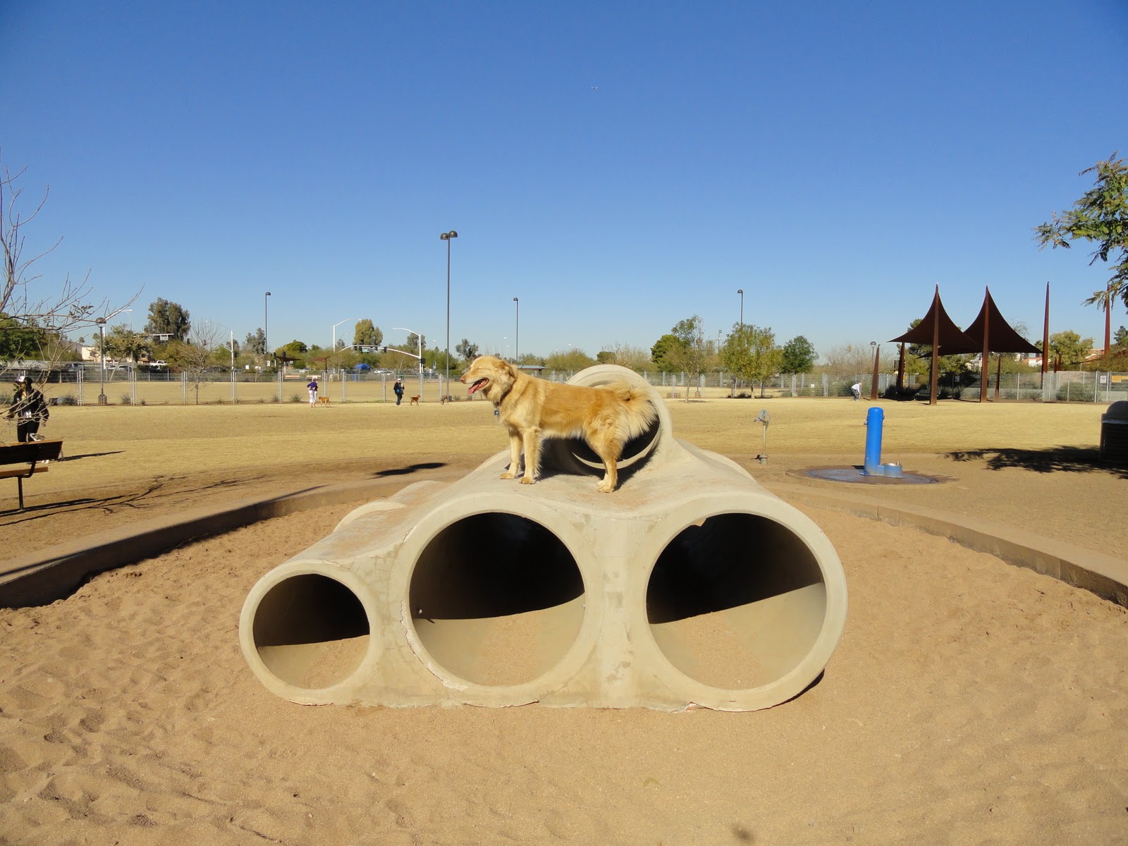 Life at the Blue Rock Ranch: Dog Days