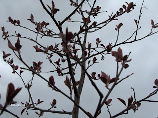 SATEENVARJOJALAVAN KÄTKÖISSÄ: Marjaomenapensas