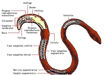 Kndy Estudiantil: La Lombriz Y Sus Estructuras