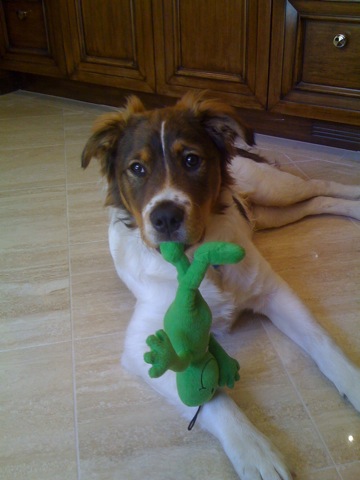 Harbor Life, Journey of a Dog