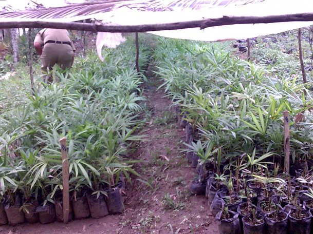 JERNANG (Daemonorops.Sp): Budidaya Jernang Dikembangkan