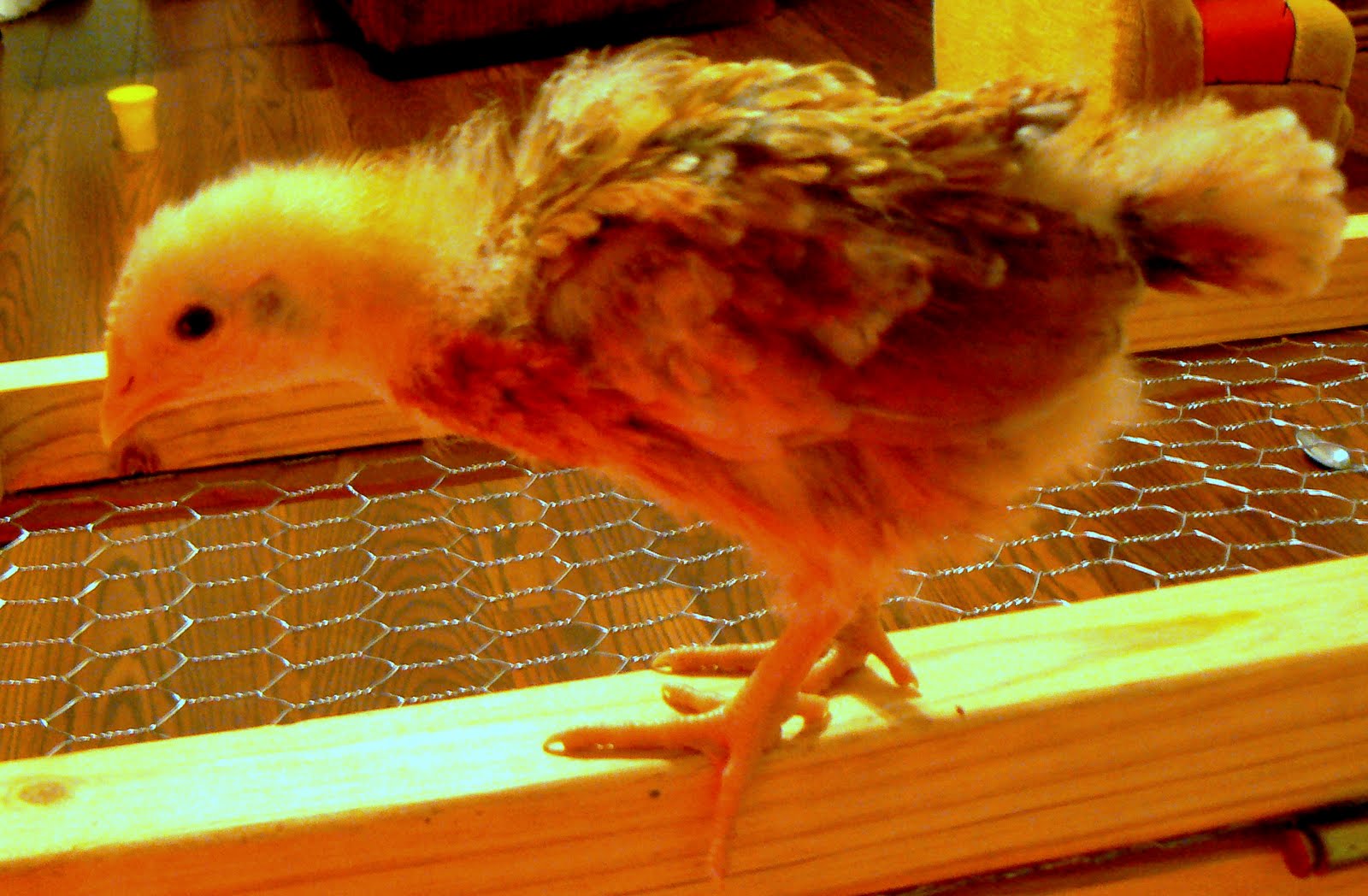 Having Fun at Home: Chicken Update: An Expanded Brood
