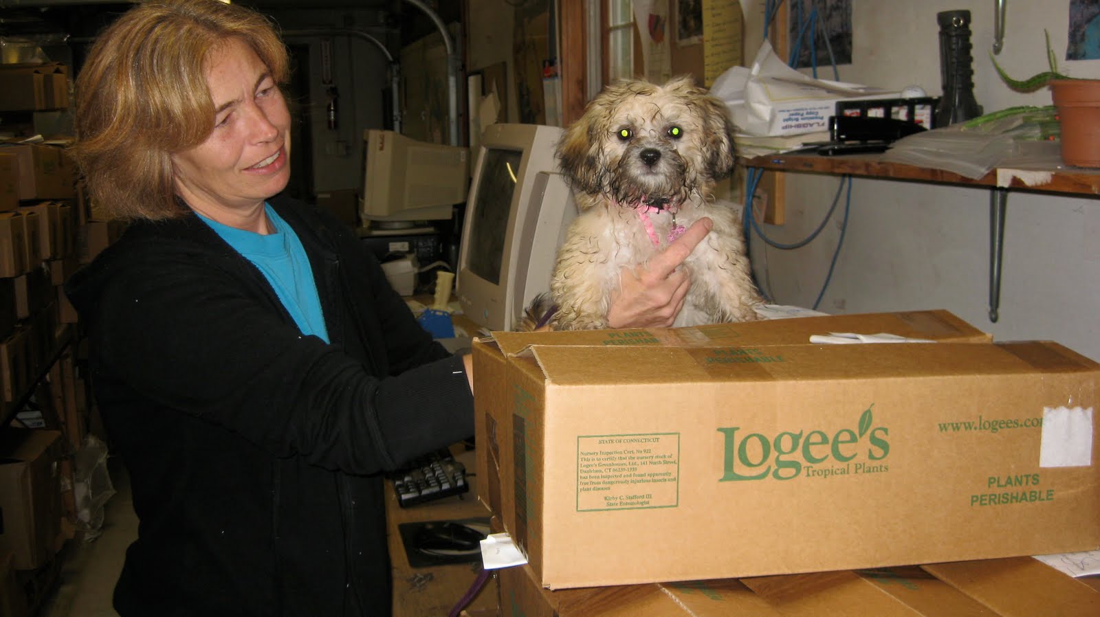 Logee's Tropical Plants Blog: A New Pup variety at Logee's