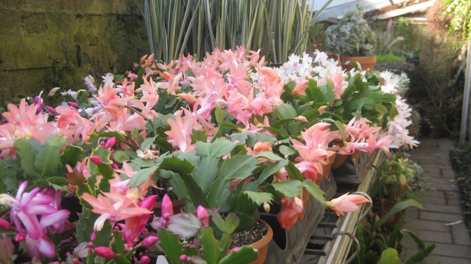 Logee's Tropical Plants Blog: Christmas Cactus still in bloom last day ...