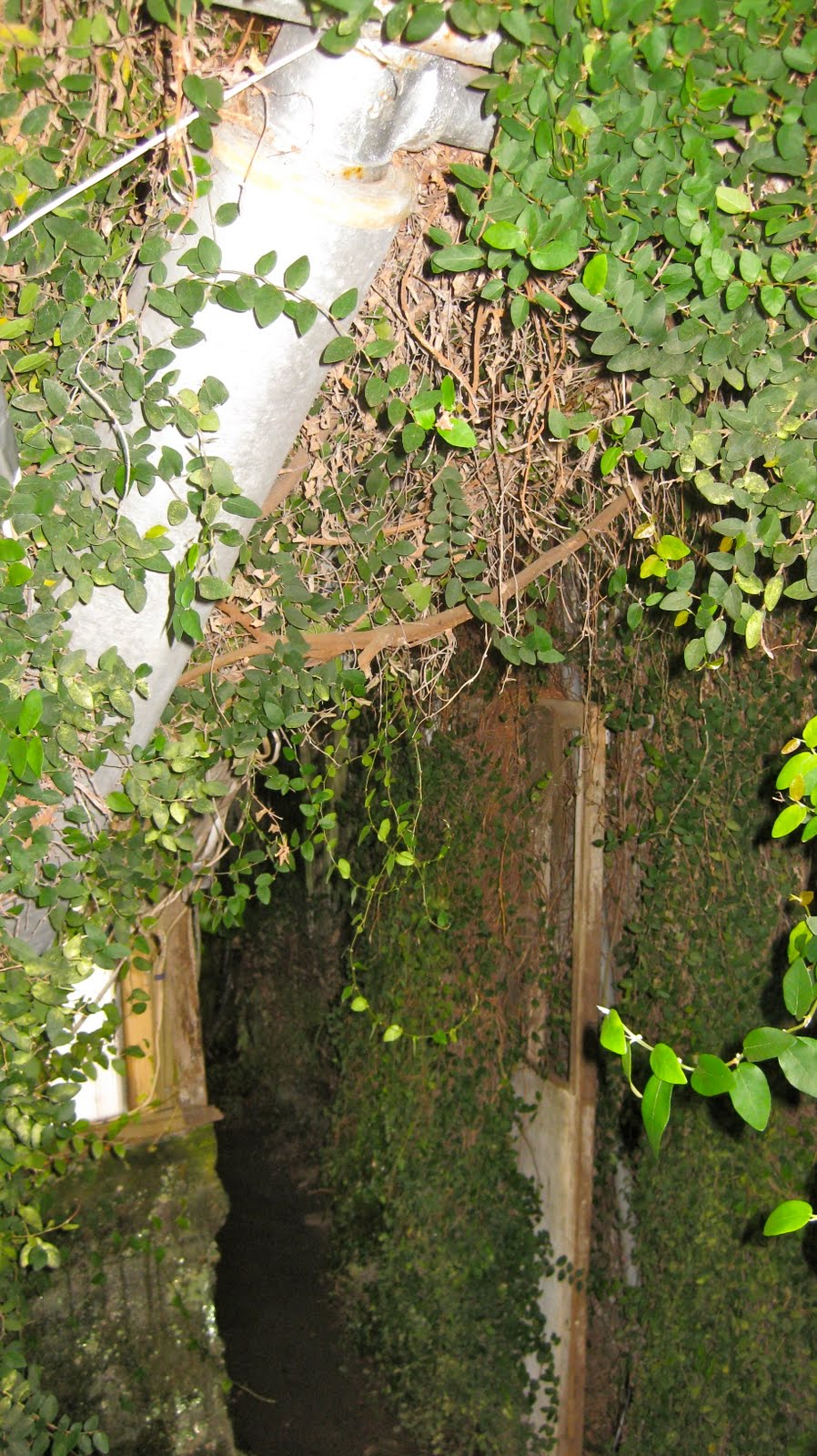 Logee's Tropical Plants Blog: New Greenhouse- Ready for New Year