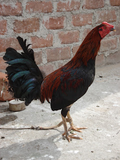 .: Gallo Asil/Cubano
