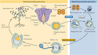 n0b3l1a: seed physiology