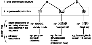 n0b3l1a: lec8 - super secondary structure - motifs
