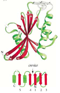 n0b3l1a: protein structure -- exam2 -- domains, tertiary, quaternary ...