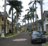 landscape: Palm Raja/Oreodoxa Regia