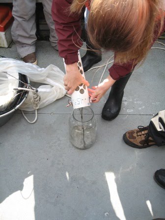 Invertebrate Embryology: Plankton Tow