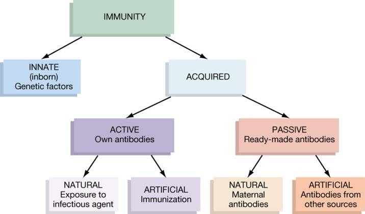 Immunology for Dummies: Adaptive/Acquired Immunity