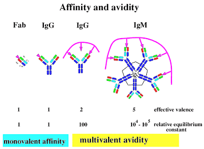 Antibody affinity; Affinity, Antibody; Antibody Avidity; Avidity, Antibody