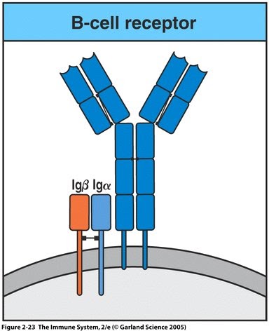 Immunology for Dummies: The B cell receptor and antibodies Part 1