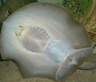 Monster Aquarium: Arraias de água doce em aquario: