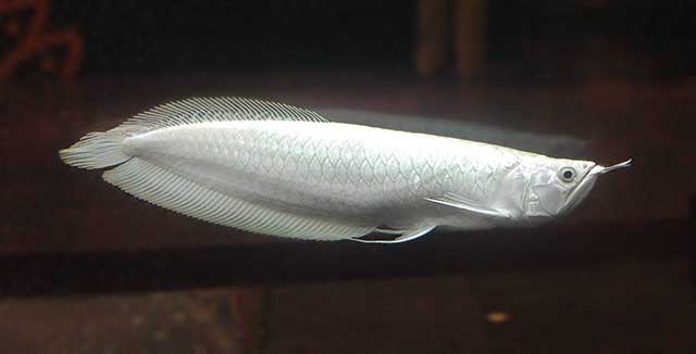 Monster Aquarium: Aruanã prata em aquário: