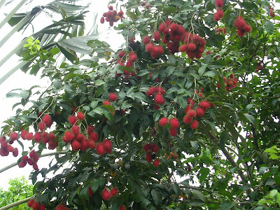 Tanaman rambutan merupakan satu tanaman popular - Pertanian ...