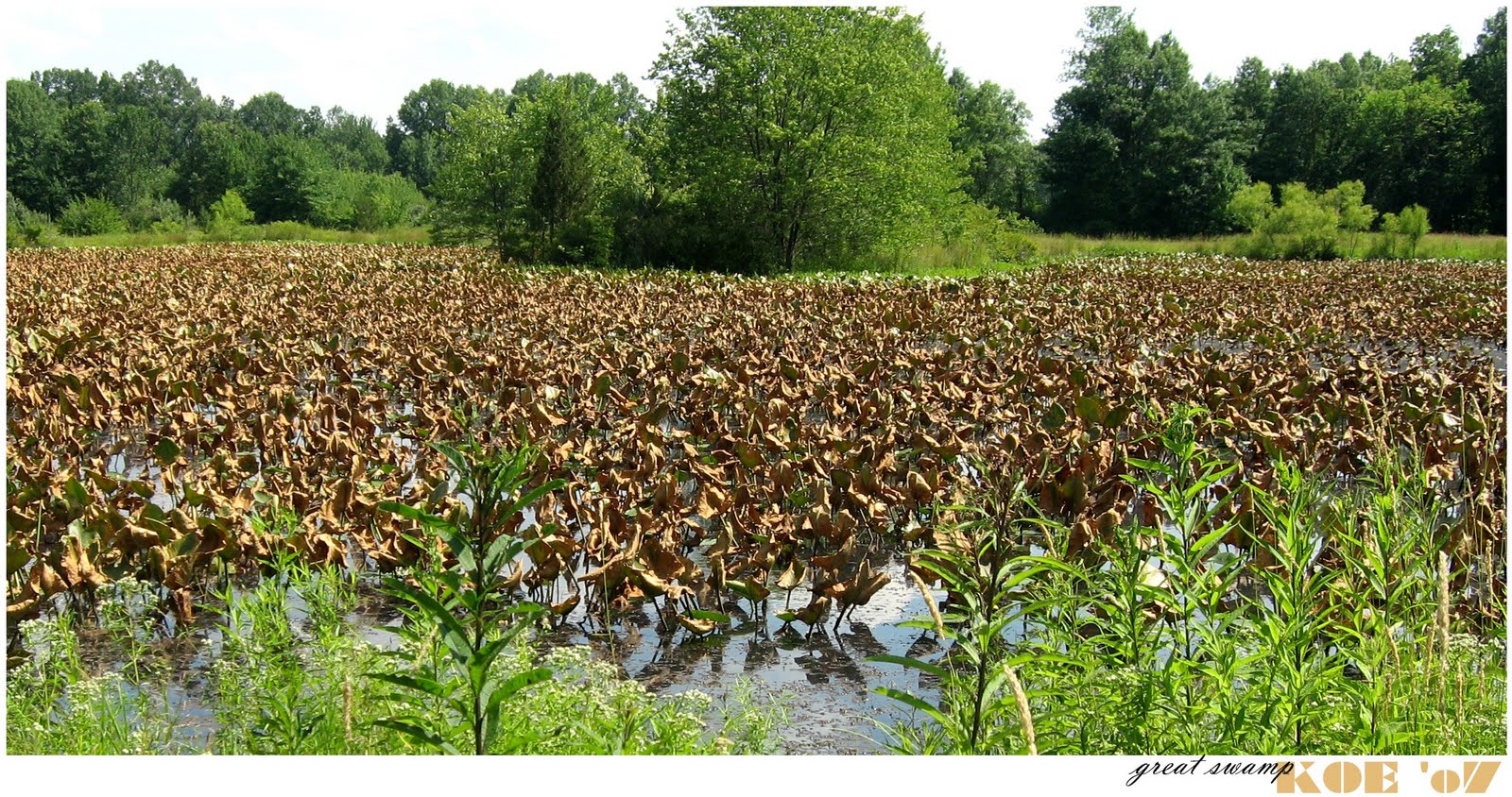 SIDE STREETS: The Great Swamp, New Jersey, USA