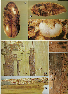 ENTOMOLOGIA FORESTAL LETYCYA: INSECTOS QUE SE ALIMENTAN DE MADERA SECA