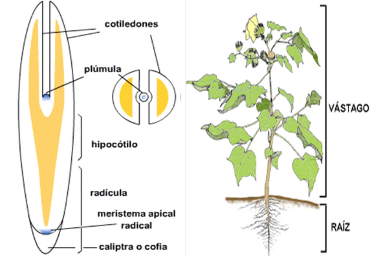 El blog de la botánica