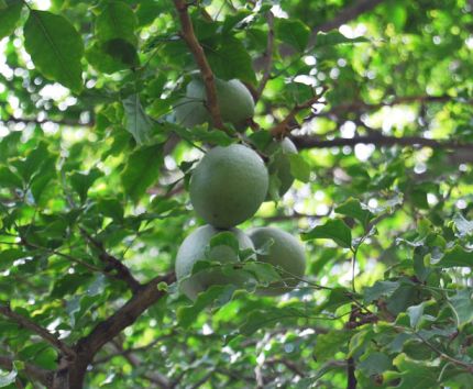 Medicinal uses of Bael (Bilva) | Beauty and Personal Grooming