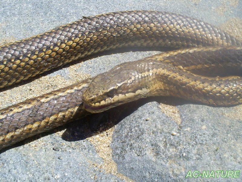 A-C NATURE: CULEBRA CHILENA COLA LARGA