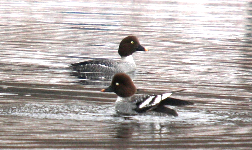 Kevin Bourinot: Central Mass Barrow's Goldeneye Identification