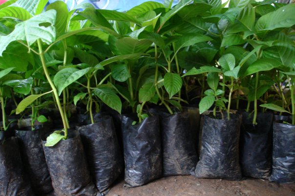 Jual Bibit Pohon Jabon: Jabon (Anthocephalus Cadamba)