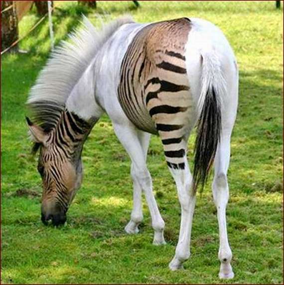khushifairy: Weird Hybrid – Zebroid