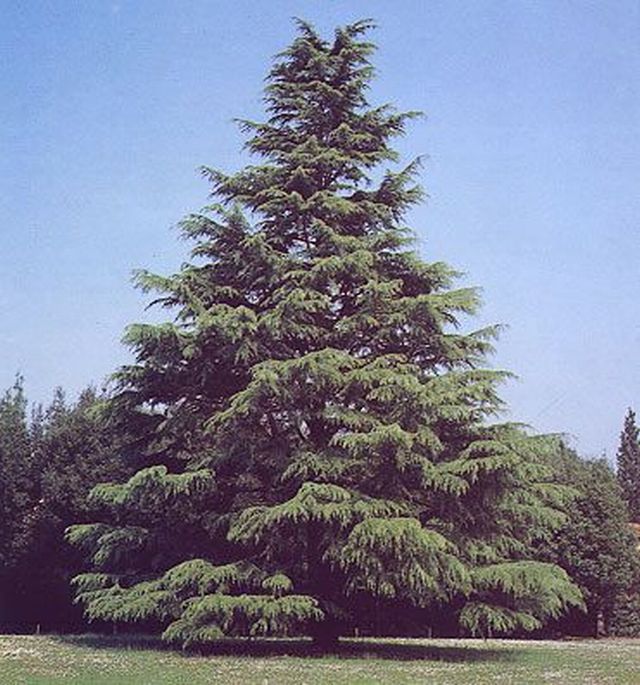 Tabiat Ruhu: Himalaya Sediri (Cedrus deodora)