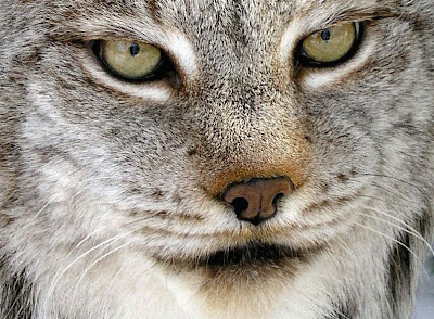 Hayvanlar Alemi: Vaşak (Lynx)