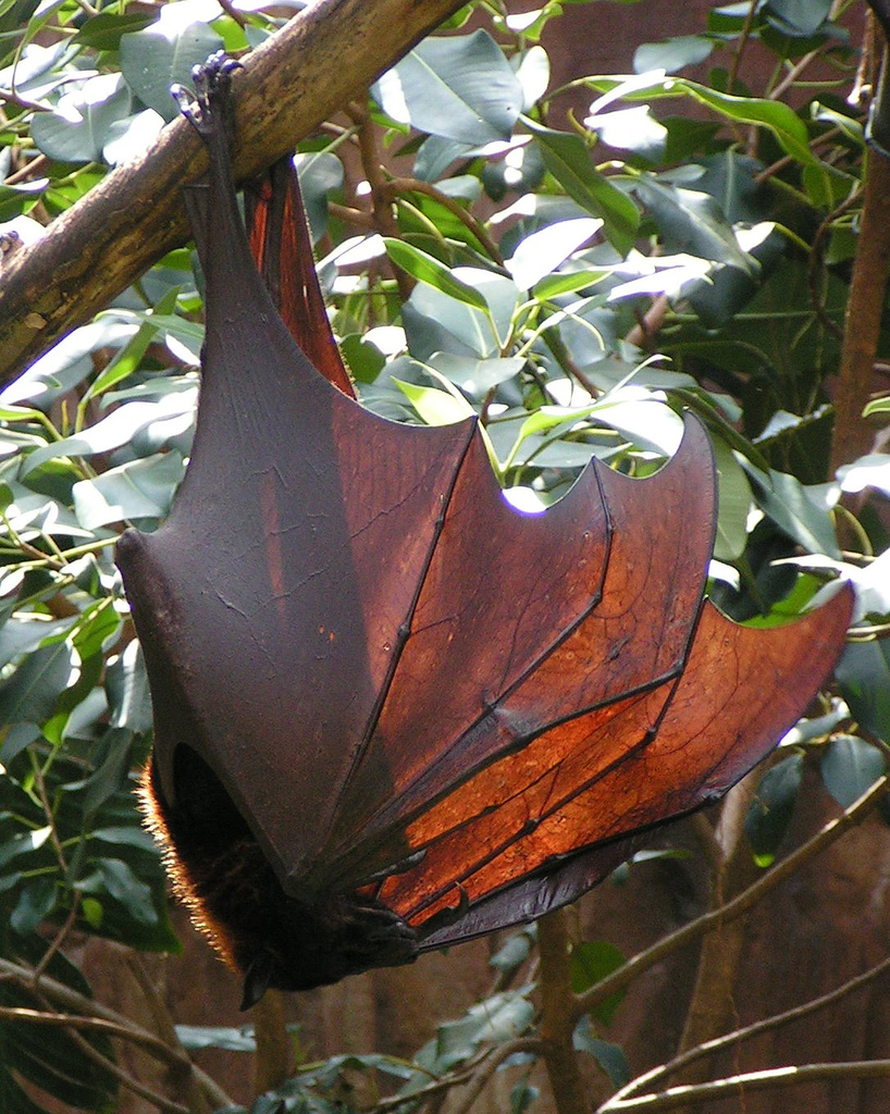 Hayvanlar Alemi: Yarasa (Chiroptera)