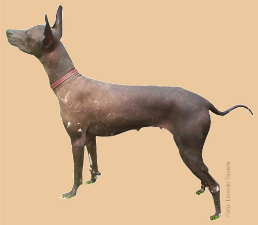 DOCUMENTALES: PERRO PERUANO