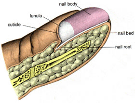 -ean.mas.sue.eikal-: NAILS.......