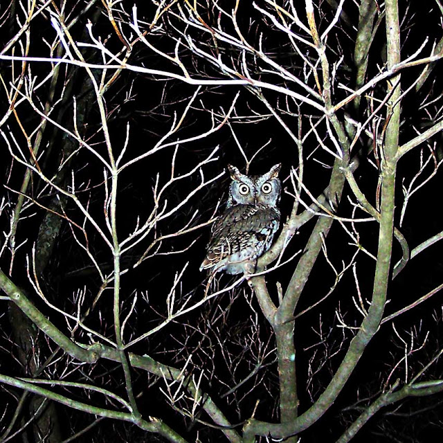 Pat Lordan Photography