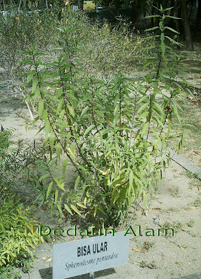 Dedaun Alam: Pokok Bisa Ular